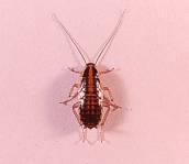 ゴキブリいろいろ